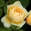 Joyce Barden™ - Rogue Valley Roses