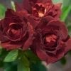Paul Barden Roses - Rogue Valley Roses