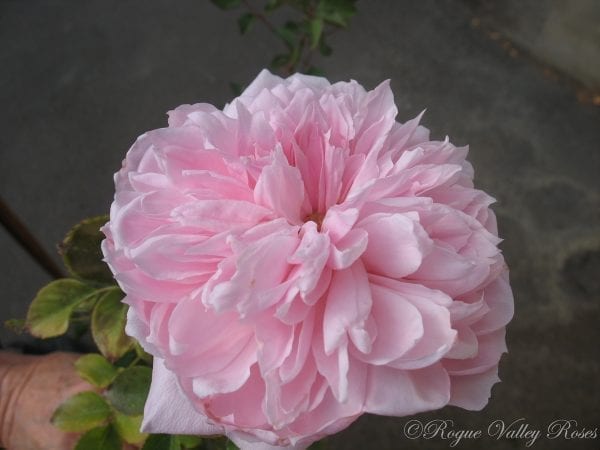 Pink Powderpuff - Rogue Valley Roses