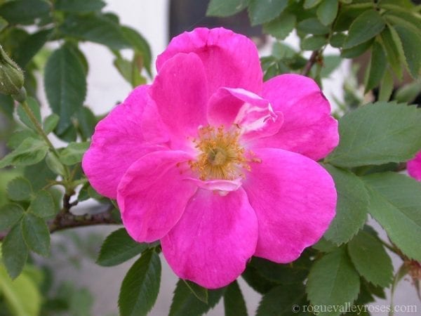 William Baffin - Rogue Valley Roses